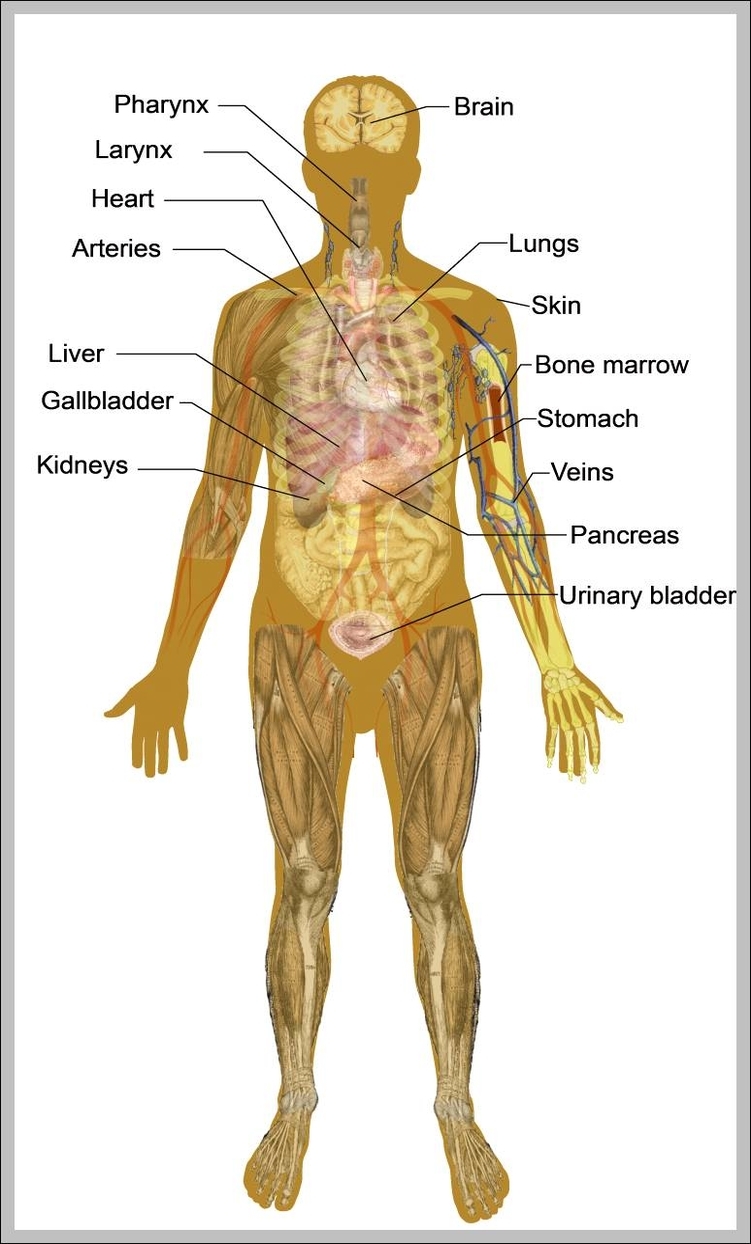 Anatomy Of The Male Body 744 1293 Anatomy System Human Body Anatomy 