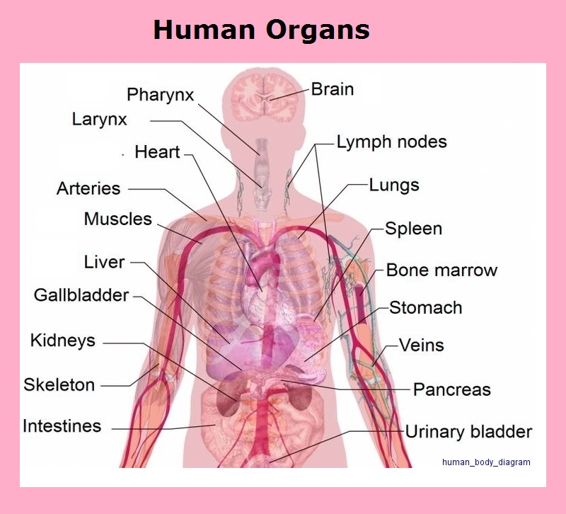 Body Diagram Anatomy System Human Body Anatomy Diagram And Chart Images
