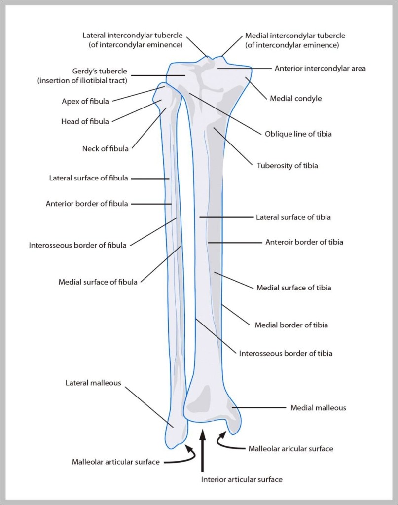 Lower Leg Bone Anatomy Labeled Lower Leg Bone Anatomy Labeled