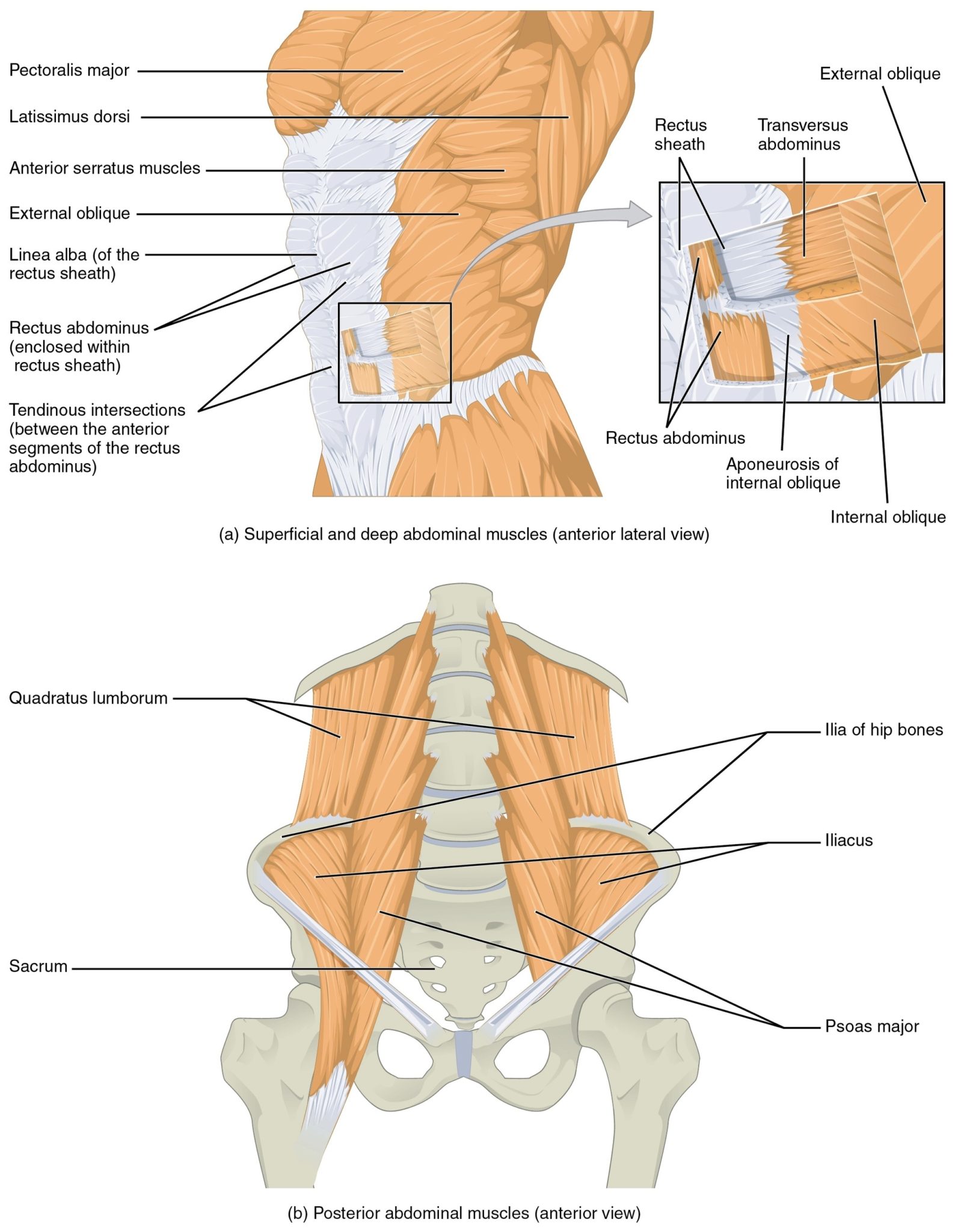Abdominal Muscles Description | Anatomy System - Human Body Anatomy ...