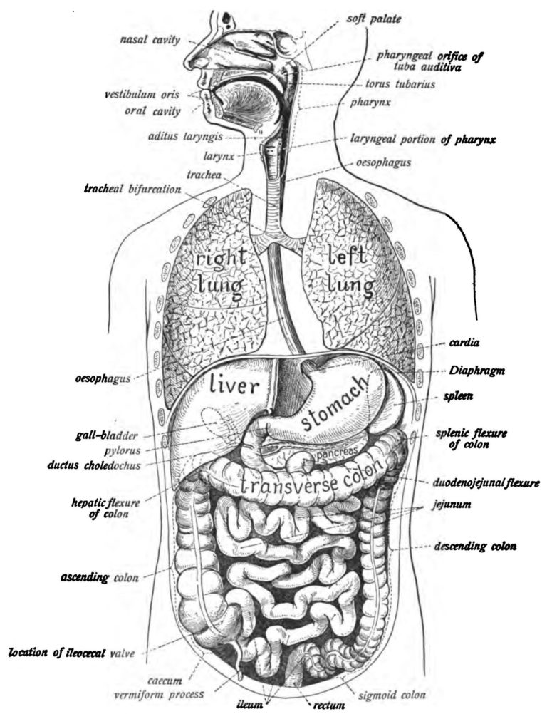 Abdominal Organs Diagram Visual | Anatomy System - Human Body Anatomy ...