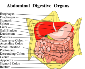 Abdominal body parts with names | Anatomy System - Human Body Anatomy ...