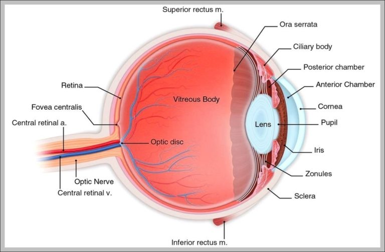 Anatomy Of Eye Image | Anatomy System - Human Body Anatomy diagram and ...