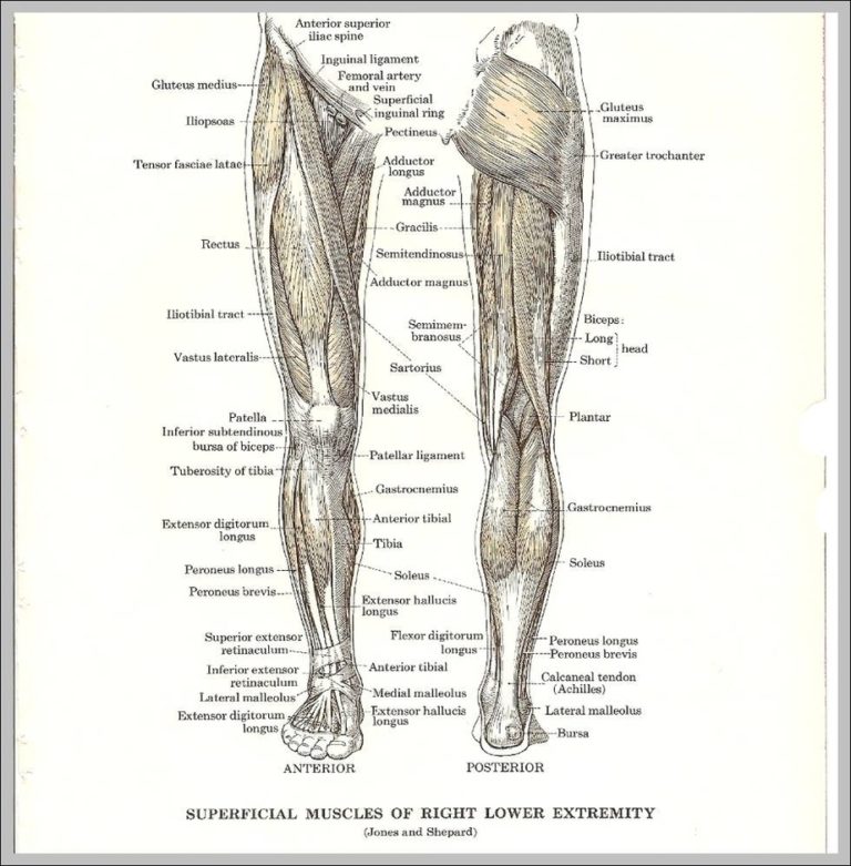 Anatomy Of The Leg Image | Anatomy System - Human Body Anatomy diagram ...