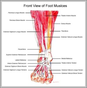 Ankle Muscles Diagram Image | Anatomy System - Human Body Anatomy diagram and chart images