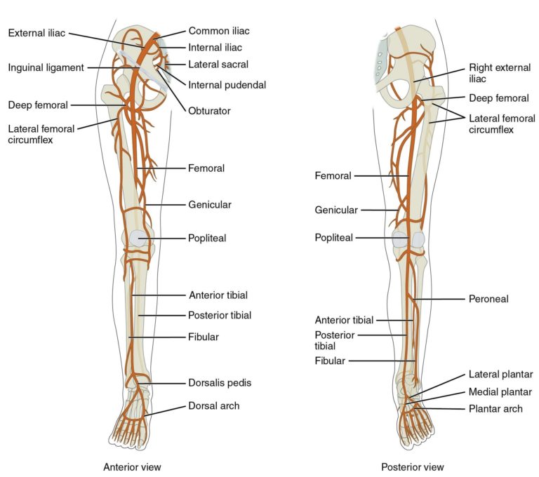 Arteries Of The Lower Limb Illustration – Anatomy System – Human Body ...
