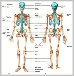 Axial Skeleton Pictures Image | Anatomy System - Human Body Anatomy ...