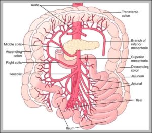 Blood Supply To Small Intestine Image | Anatomy System - Human Body ...