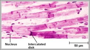 Cardiac Muscle Fibers Image | Anatomy System - Human Body Anatomy ...