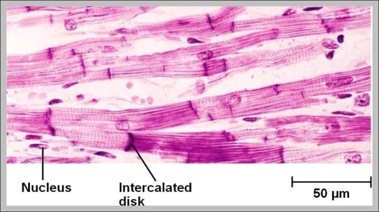 Cardiac Muscle Fibers Image | Anatomy System - Human Body Anatomy ...