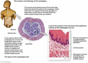 Cells Of The Digestive System | Anatomy System - Human Body Anatomy ...