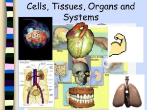 Cells, Tissues, Organs And System | Anatomy System - Human Body Anatomy ...