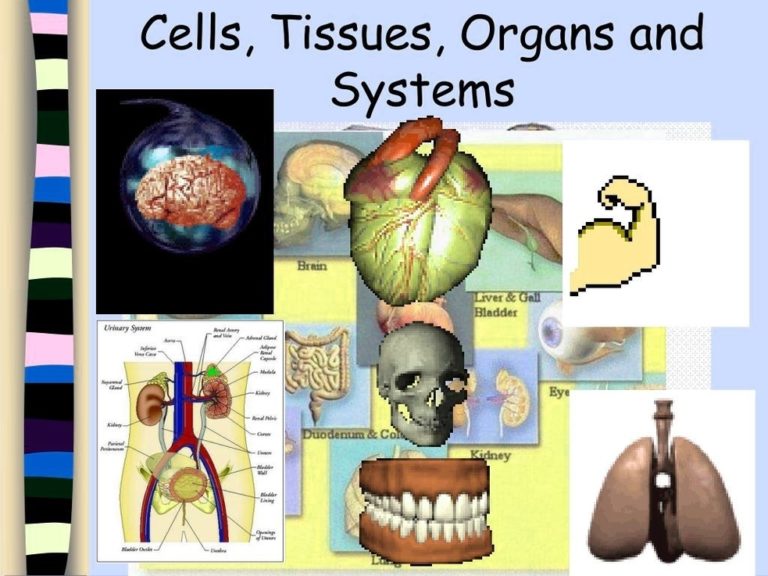 Cells, Tissues, Organs And System | Anatomy System - Human Body Anatomy ...