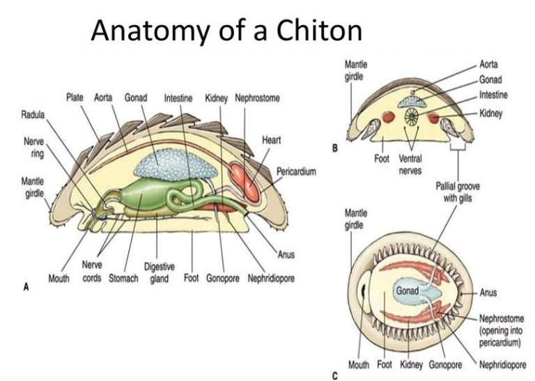 Chiton Anatomy Diagram | Anatomy System - Human Body Anatomy diagram ...