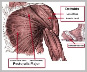 Deltoid Diagram Image | Anatomy System - Human Body Anatomy diagram and ...