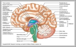 Diagram Of A Human Brain Image | Anatomy System - Human Body Anatomy ...