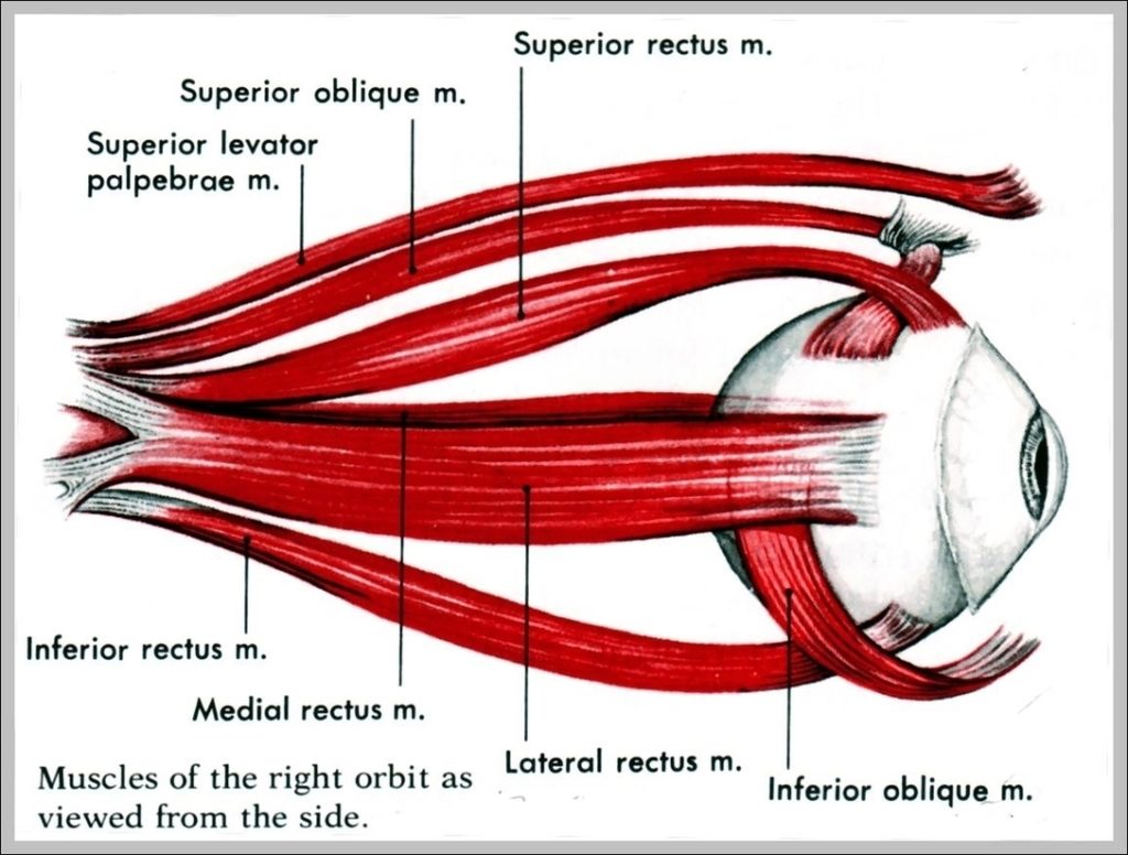 Diagram Of Eye Muscles Image Anatomy System Human Body Anatomy 