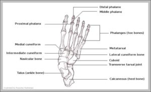 Diagram Of Human Foot Image | Anatomy System - Human Body Anatomy ...