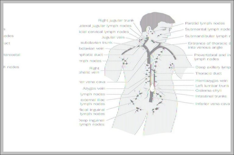 Diagram Of Lymph Nodes In Human Body Image | Anatomy System - Human ...