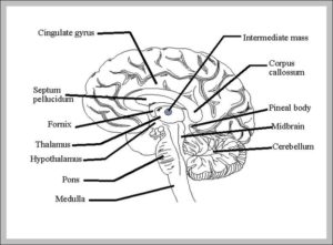 Diagram Of The Brain Labeled Image | Anatomy System - Human Body ...