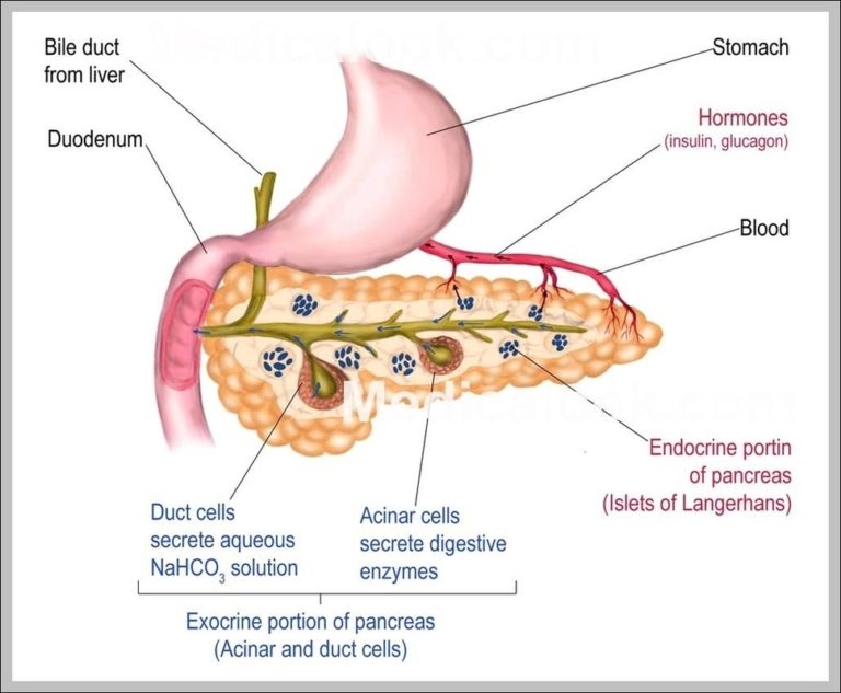 Diagram Of The Pancreas In The Human Body Image | Anatomy System ...