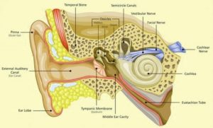 Ear Anatomy And Sinus Connection | Anatomy System - Human Body Anatomy ...