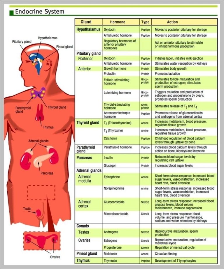 hormones | Anatomy System - Human Body Anatomy diagram and chart images