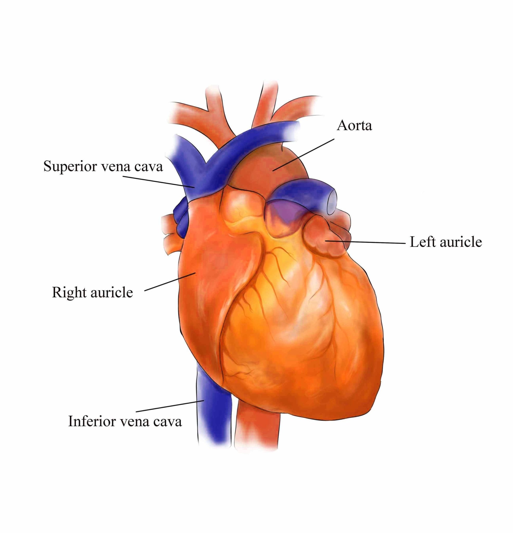 External Structure Of Heart Anatomy Diagram Illustrated | Anatomy ...
