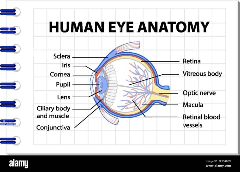 Eye Anatomy Labeled | Anatomy System - Human Body Anatomy diagram and ...