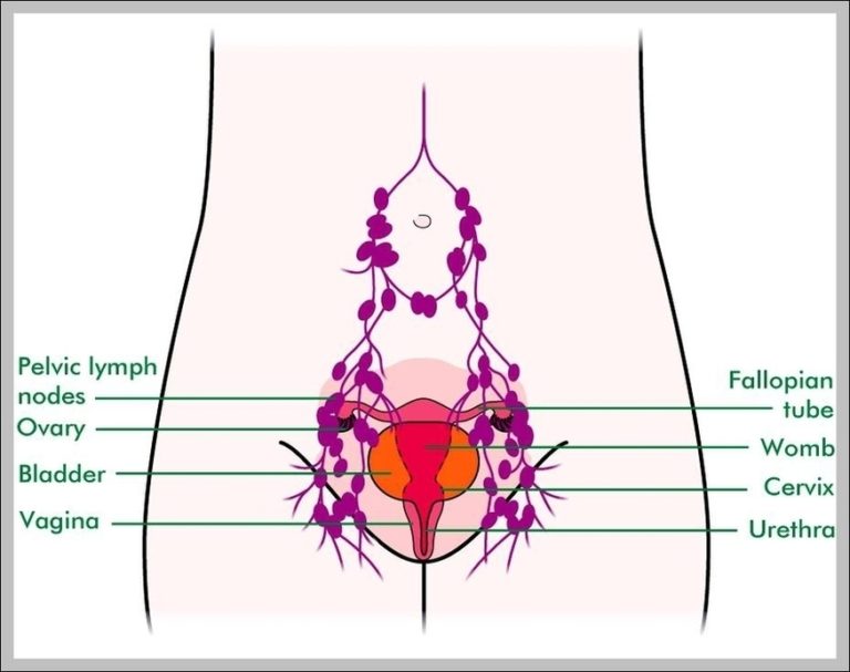 Female Groin Lymph Nodes Diagram Image | Anatomy System - Human Body Anatomy diagram and chart ...