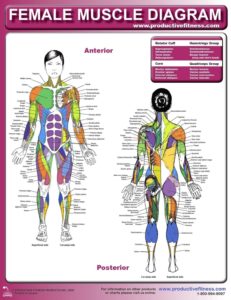 Female Muscle Diagram And Definitions | Anatomy System - Human Body ...