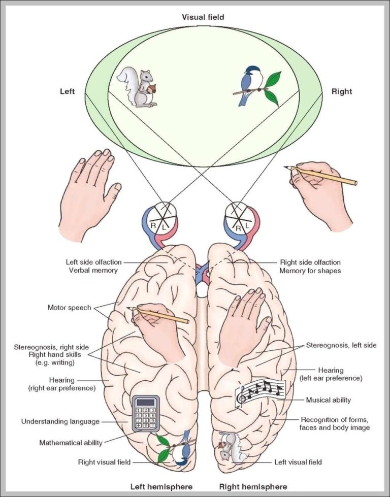 corpus | Anatomy System - Human Body Anatomy diagram and chart images