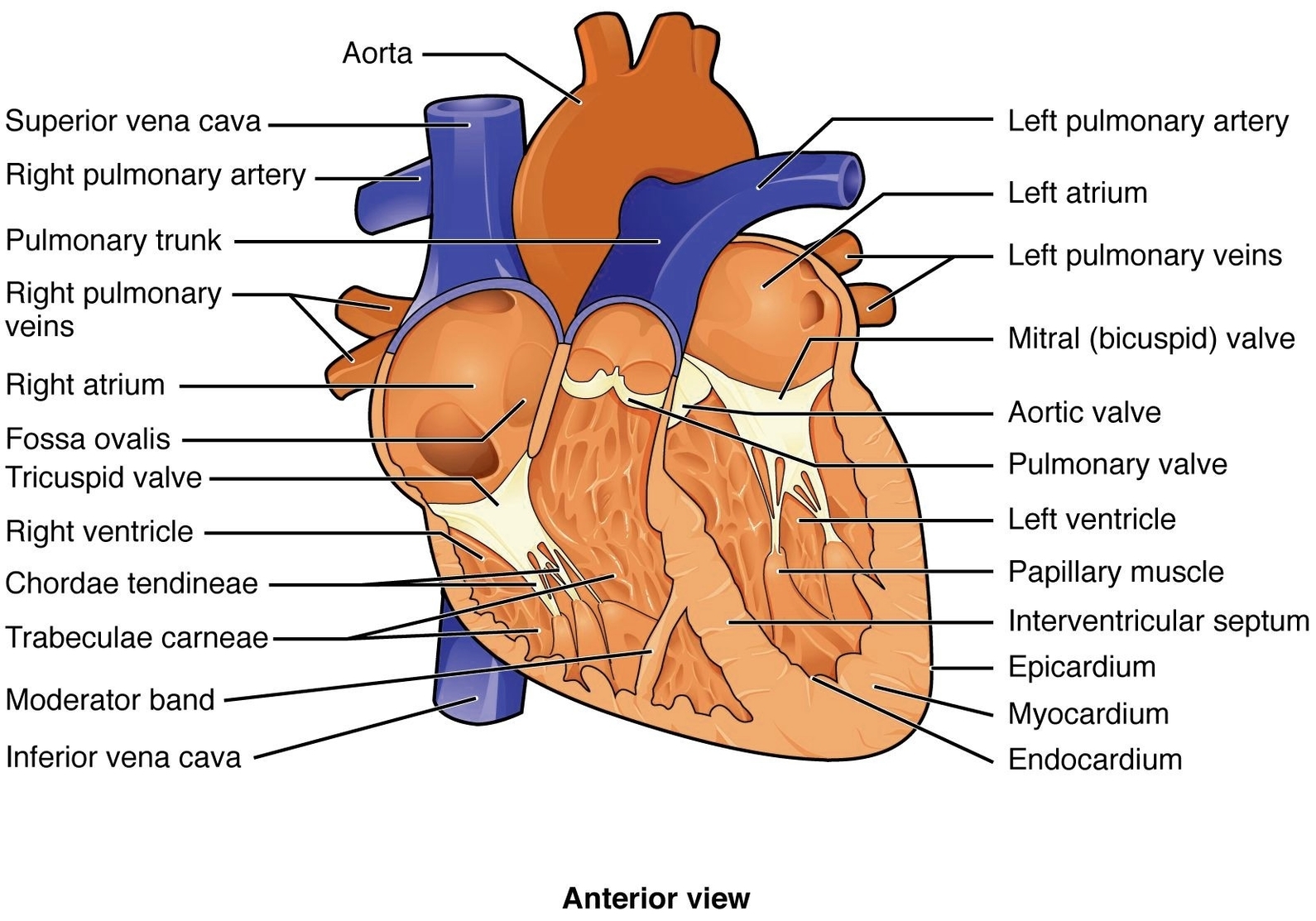 Heart Anatomy Labeled Anatomy System Human Body Anatomy Diagram And