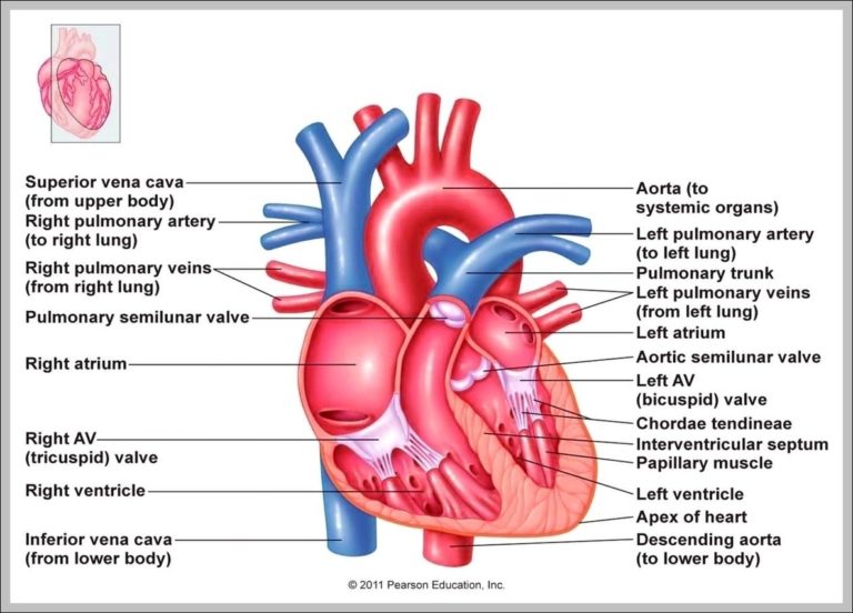 Heart Right Atrium Image | Anatomy System - Human Body Anatomy diagram ...