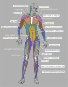 Human Body Anatomy Diagrams Described In Detail | Anatomy System - Human Body Anatomy diagram ...