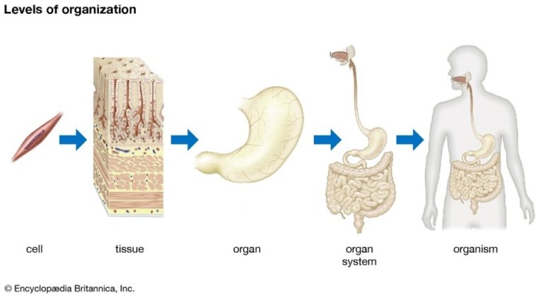 Labeled Anatomy Human Body – Anatomy System – Human Body Anatomy ...