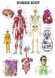 Human Body in one diagram | Anatomy System - Human Body Anatomy diagram ...