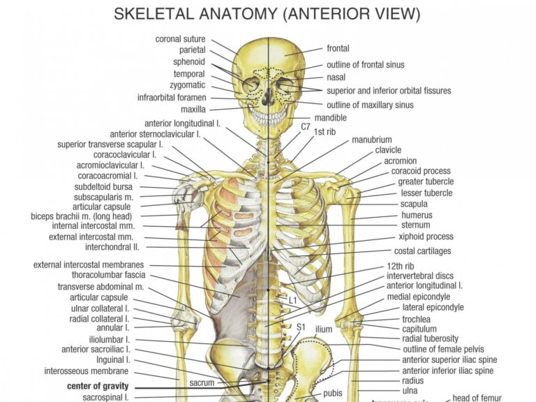 Human Skull Cranium – Anatomy System – Human Body Anatomy diagram and ...