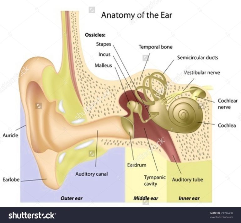 Anatomy System - Human Body Anatomy diagram and chart images | Human ...