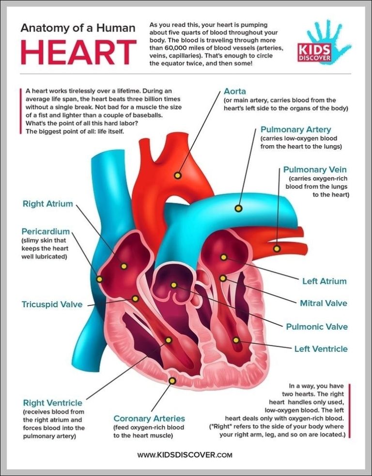 Human Heart Anatomy For Kids Image | Anatomy System - Human Body ...