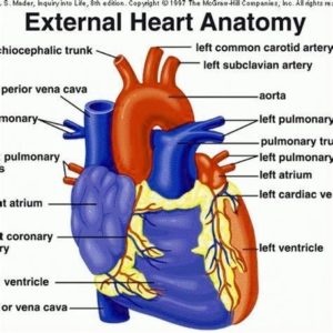 Human Heart Diagram 93 | Anatomy System - Human Body Anatomy diagram ...