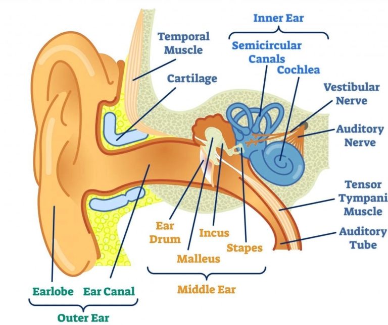Inner Ear Anatomy | Anatomy System - Human Body Anatomy diagram and ... Inner Ear Anatomy | Anatomy System - Human Body Anatomy diagram and ...