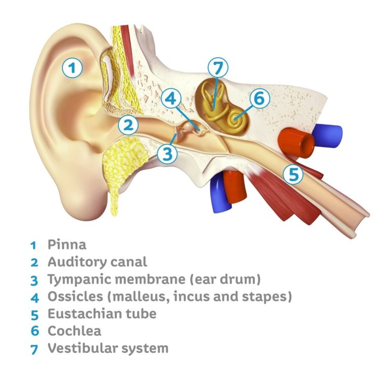 Inner Ear Diagram | Anatomy System - Human Body Anatomy diagram and ...
