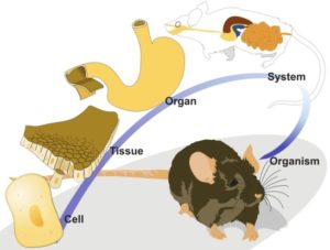 Levels Of Organization In Living Organisms | Anatomy System - Human ...
