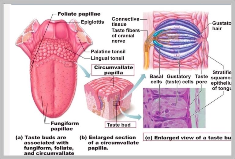 Location Of Taste Buds Image | Anatomy System - Human Body Anatomy ...