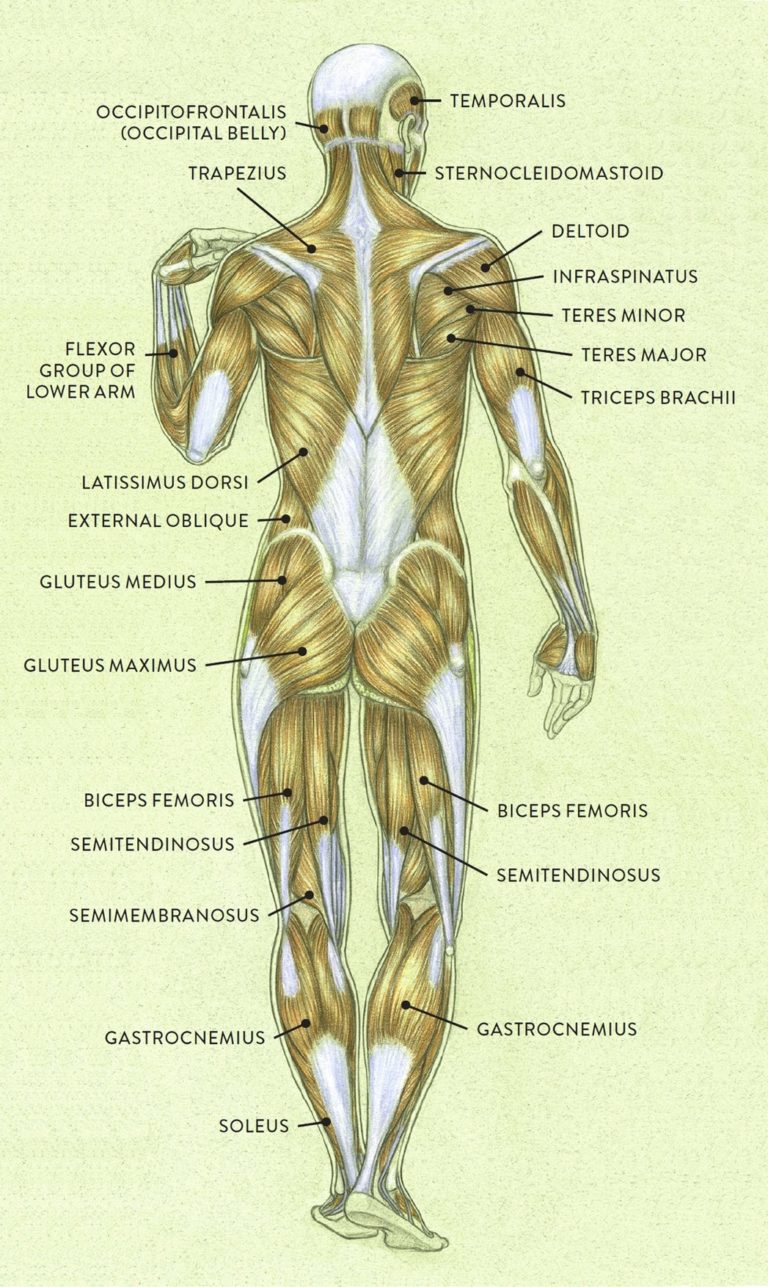 Human Body Muscles – Anatomy System – Human Body Anatomy diagram and ...
