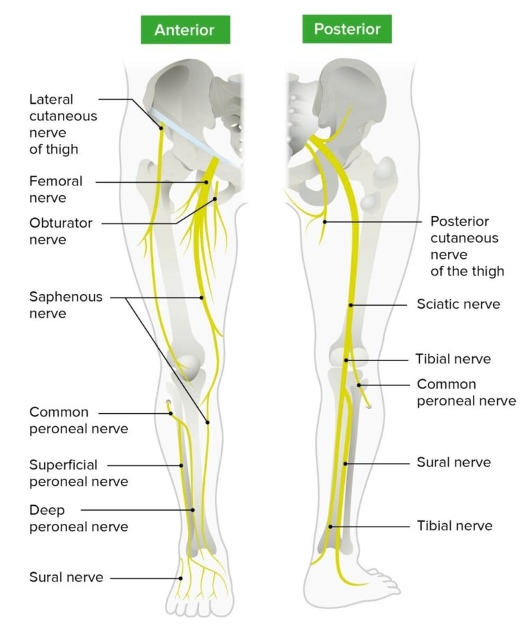 Stomach Structure – Anatomy System – Human Body Anatomy diagram and ...