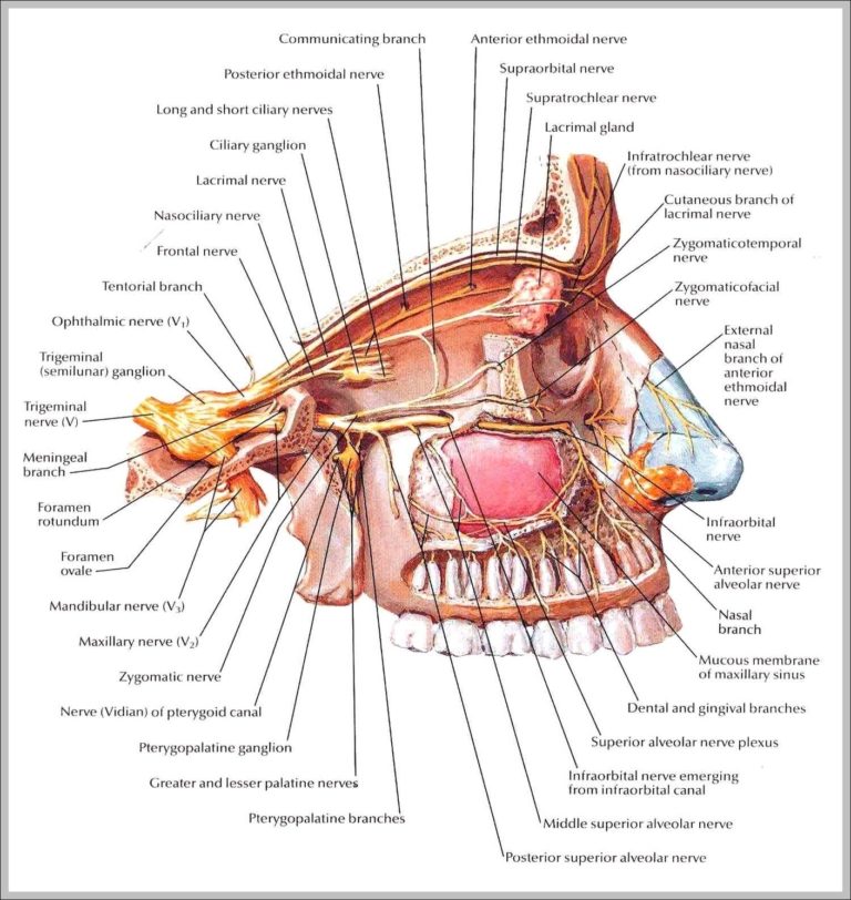 Lvn Nurse Image | Anatomy System - Human Body Anatomy diagram and chart ...