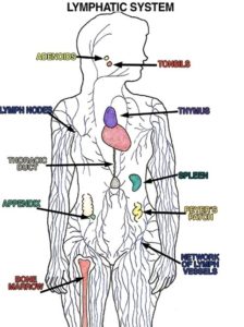 Lymphatic system diagram | Anatomy System - Human Body Anatomy diagram ...