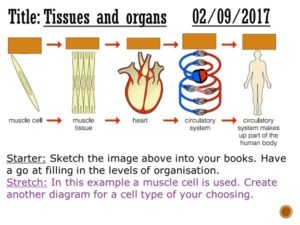 Body Cavity Labelbody Cavity Labeling – Anatomy System – Human Body ...